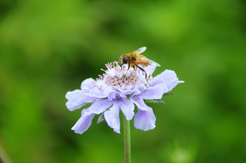 夏の野反湖‥: 武ちゃんのフォトギャラリー（続）